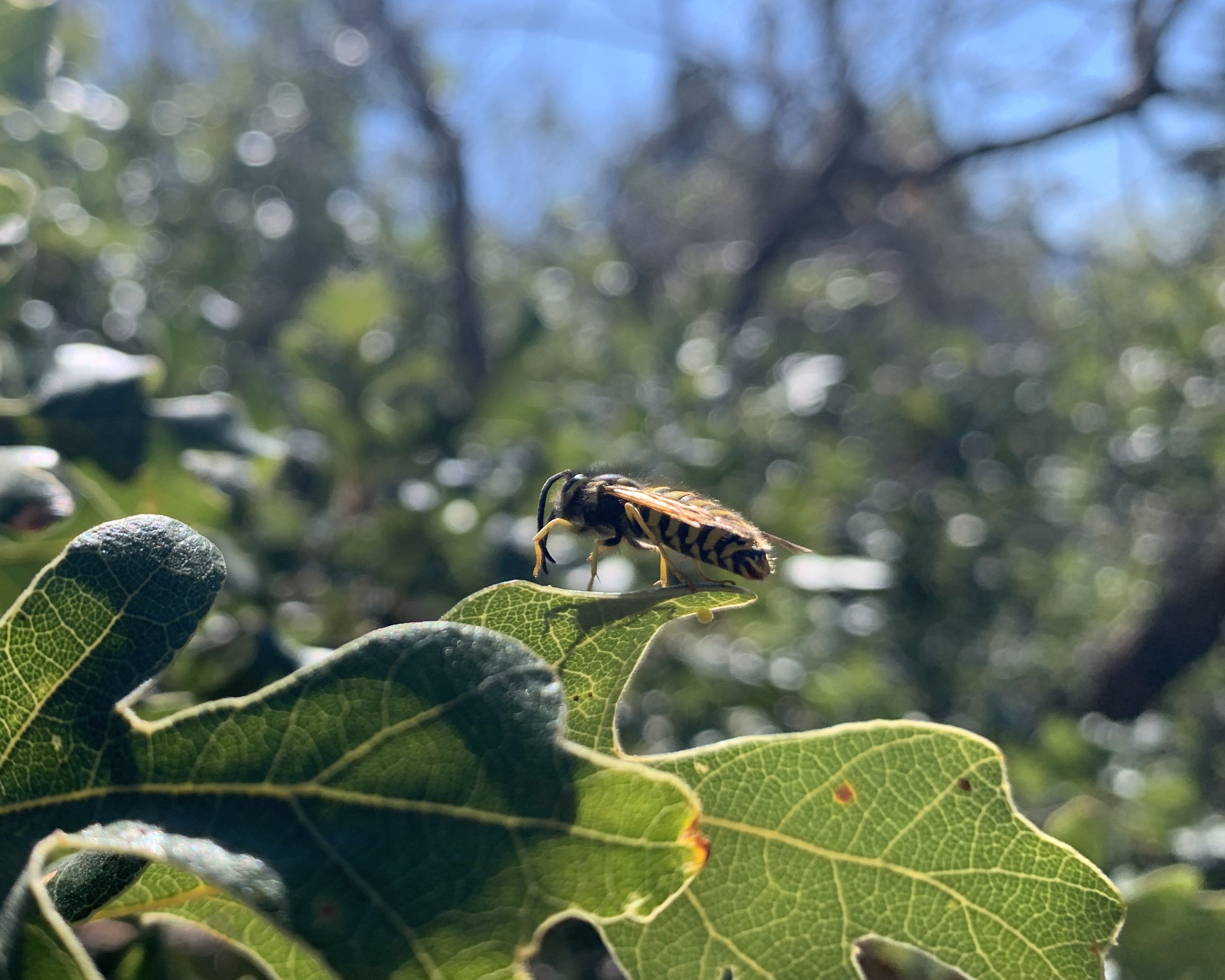 Maxine Cruz – pics