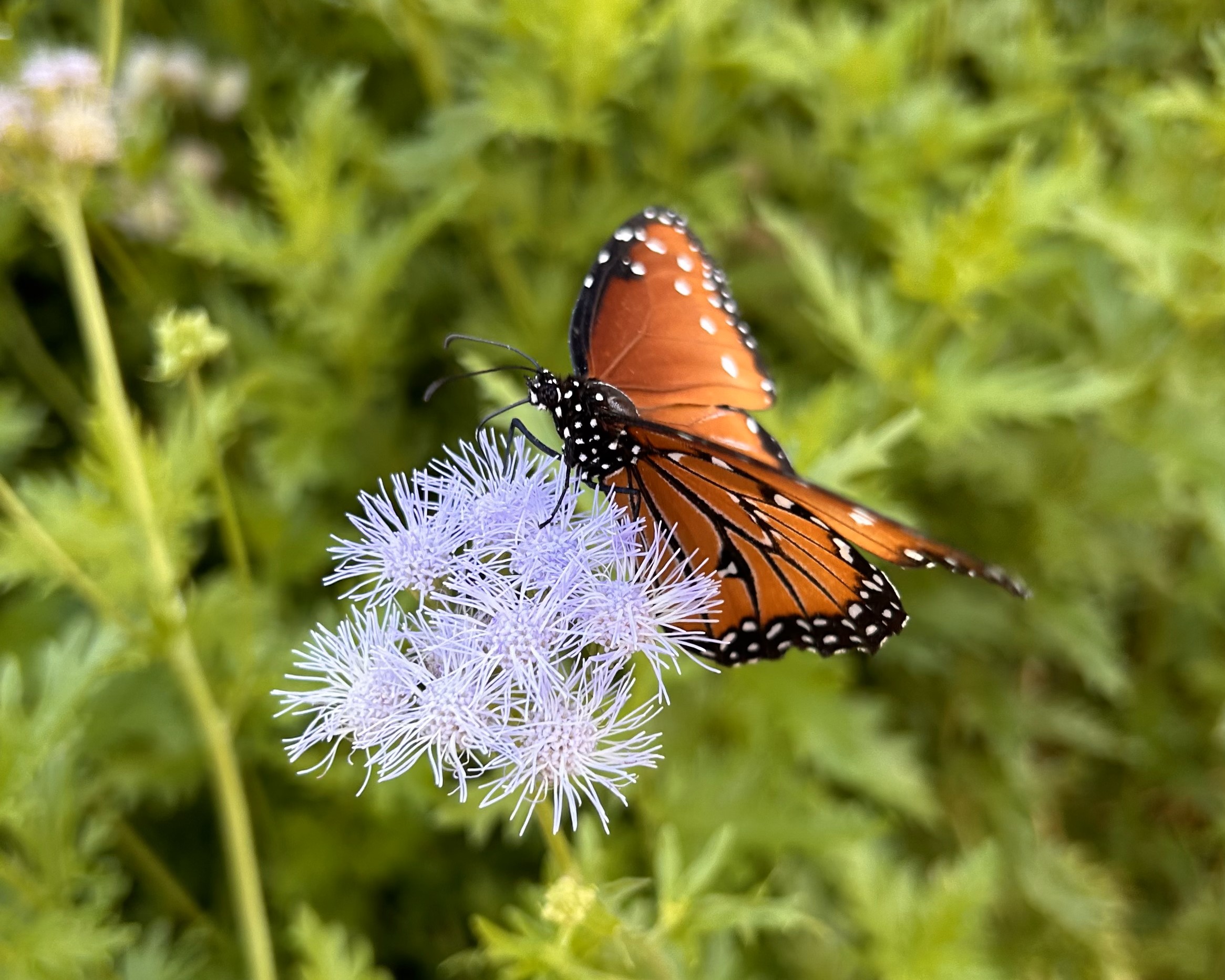 Maxine Cruz – pics